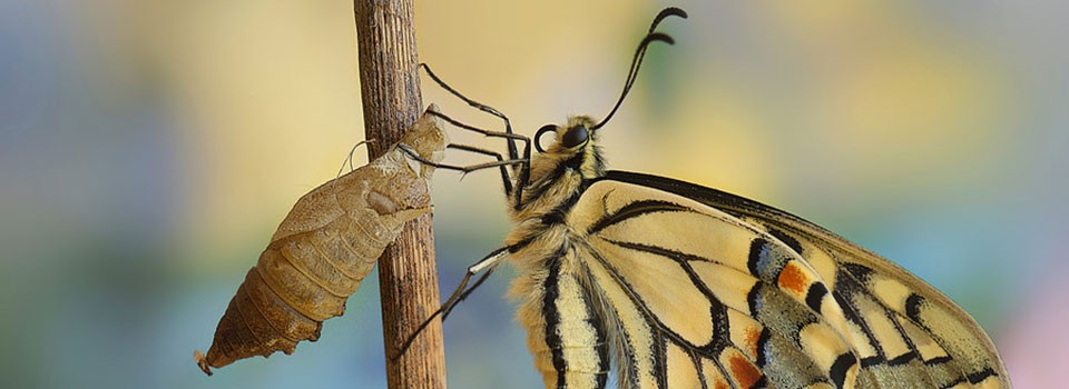 La lección de la mariposa. Centro de Psicología Avanzada